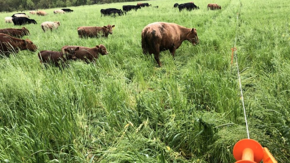 The Evolution of a Multi-Species Grazing Operation - Greg Brann Consulting