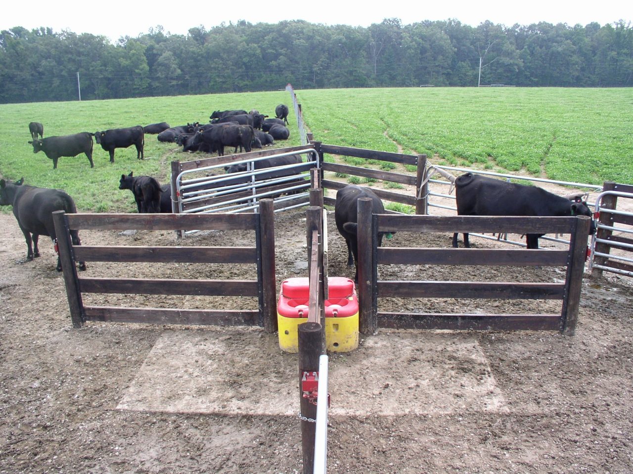 The Evolution of a Multi-Species Grazing Operation - Greg Brann Consulting