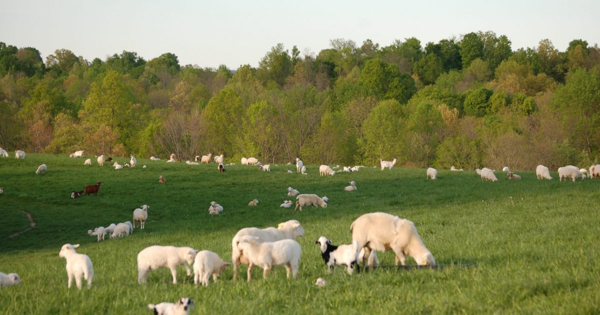 Monthly Grazing and Browse Management for Sheep and Goat - Greg Brann ...