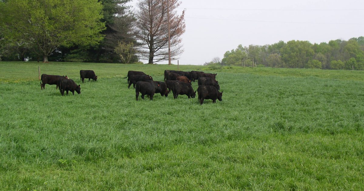 Monthly Grazing Management for Cattle - Greg Brann Consulting