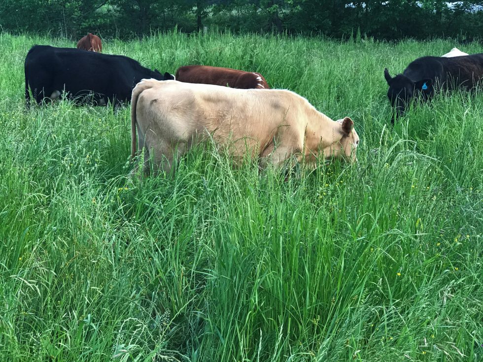 The Evolution of a Multi-Species Grazing Operation - Greg Brann Consulting