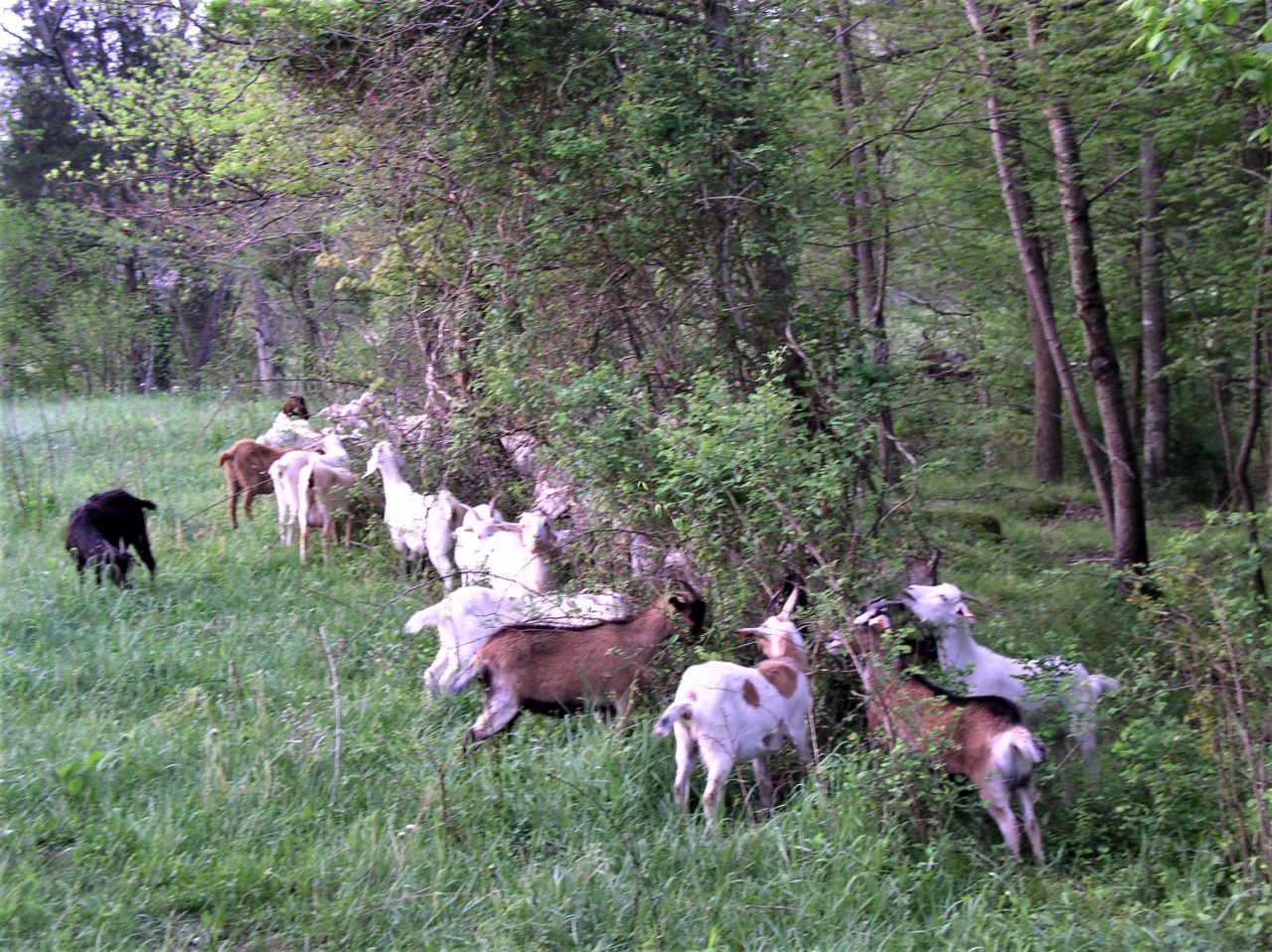 The Evolution of a Multi-Species Grazing Operation - Greg Brann Consulting
