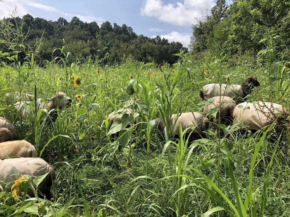 Grazing Annual Cover Crops - Greg Brann Consulting
