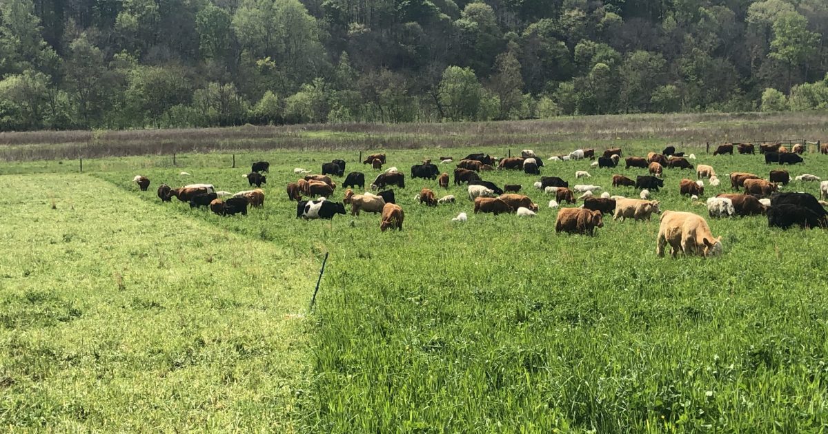 June 2021 Timely Tips - Adaptive Grazing Management - Greg Brann Consulting