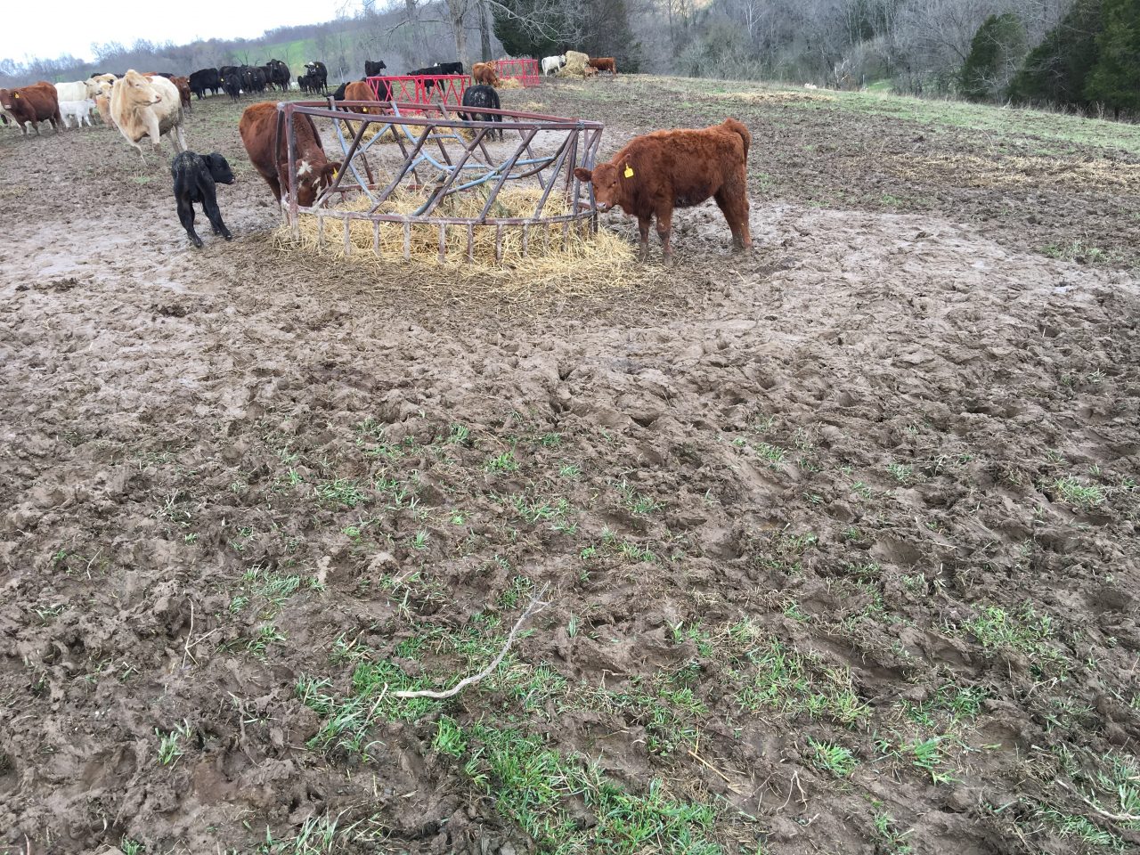 Hay Feeding Strategies - Greg Brann Consulting